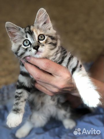 Невероятной красоты котенок в дар