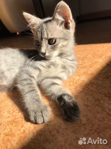 Котик отдам в дорые руки