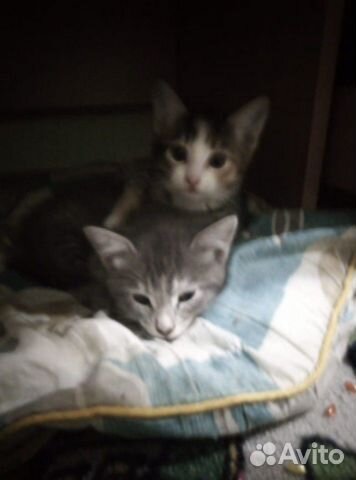 Котятки 2 месяца