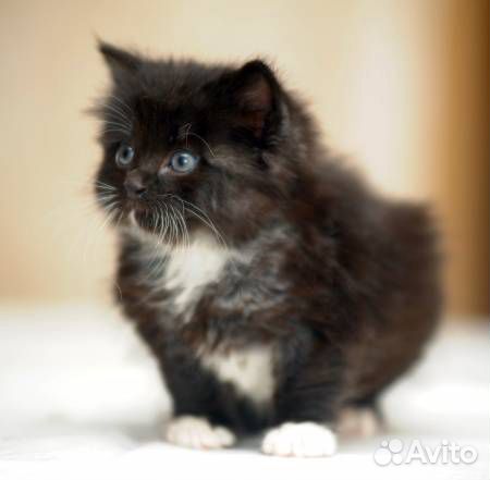 Сибирские разноцветные пушистики