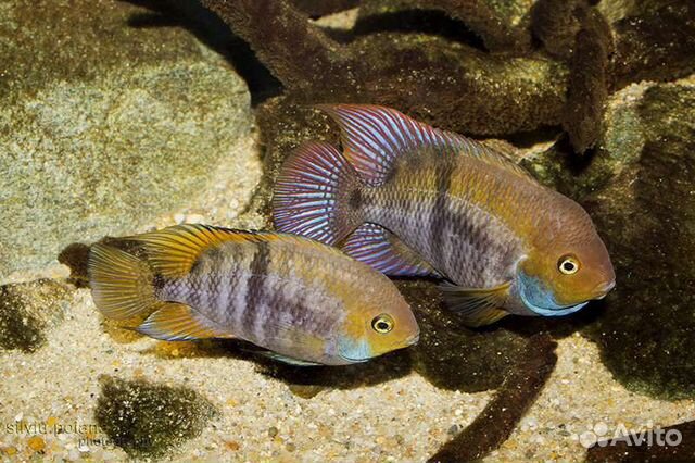 Цихлазома Седжика