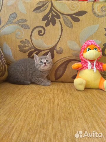 Котеночек девочка 1,5 месяца в очень добрые руки
