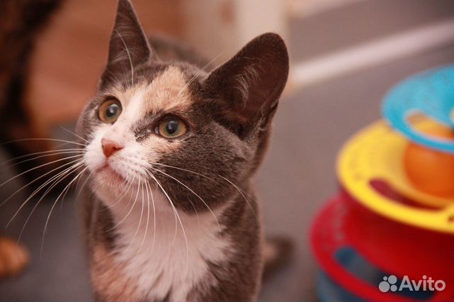 Кошечка Мята 6 месяцев