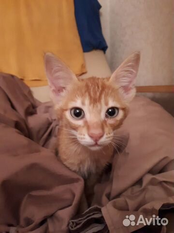 Донской сфинкс браш (волосатый)