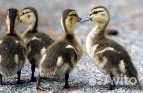 Утята башкирской породы