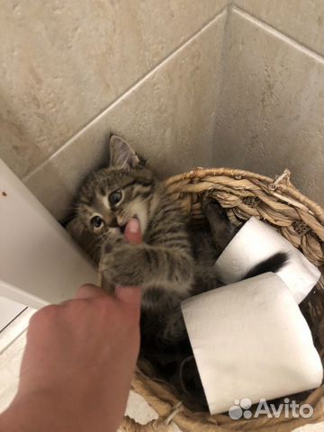 Котёнок в добрые руки