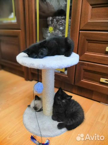 Котята