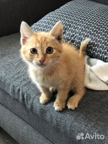 Солнечный котёнок Олег