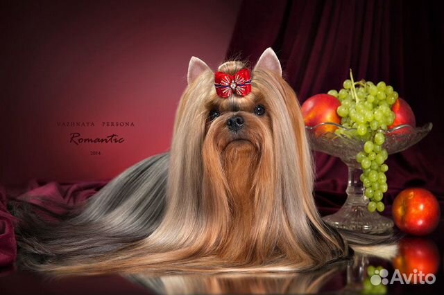 Статный красавец для вязок