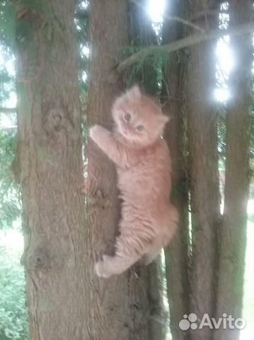 Отдаём рыжего котёнка (девочку) в хорошие руки