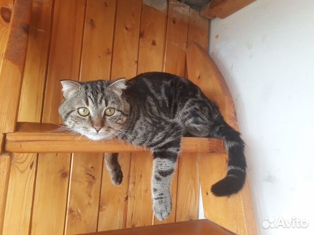 Кот на вязку