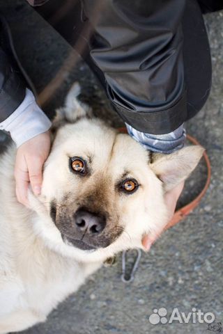 Пес Добрыня