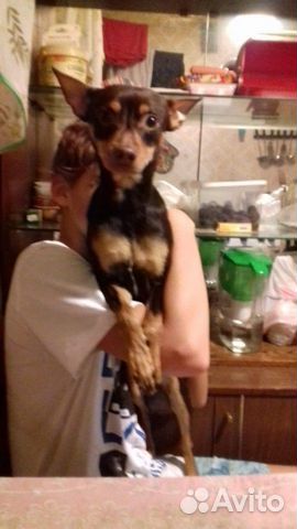 Цвергпинчер