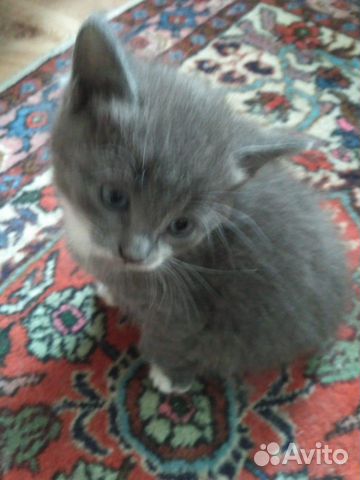 Котята нибелунг