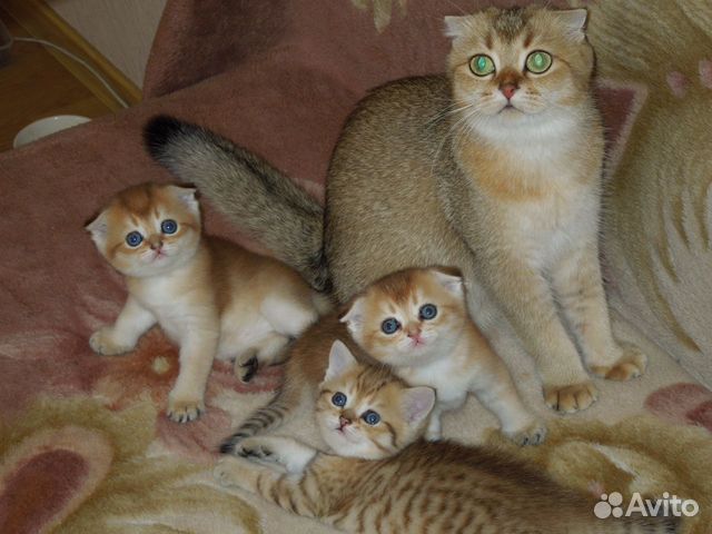 Золотые котята (осталось двое)