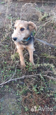 Щенки в добрые руки