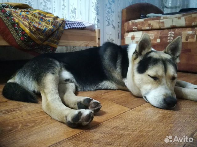 Собака, кабель очень красивый