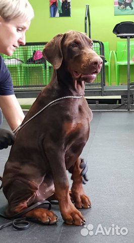 Шикарный шоколадный шоу мальчик