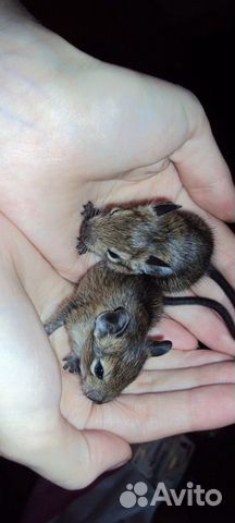 Бельчата Дегу