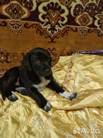 Метисы немецкого курцхара и лабрадора