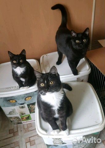 Котики 2-3-4мес в дар