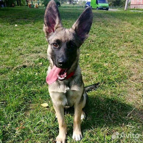 Щенок Астра