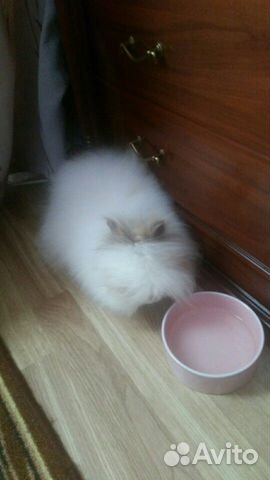 Продается ангорский кролик девочка 1г 2 месяца