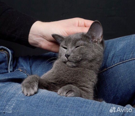 Плюшка (9 мес) ласковая и очень красивая кошечка