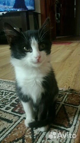 Девчушка ищет дом