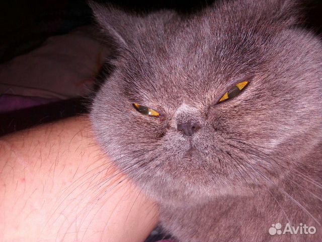 Кошка-экзот на вязку