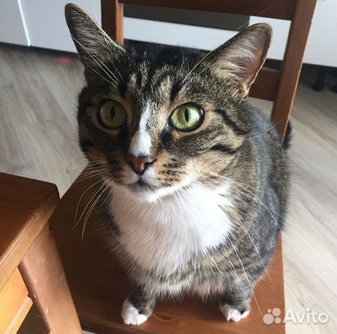 Домашний кот Стёпа (4,5года)