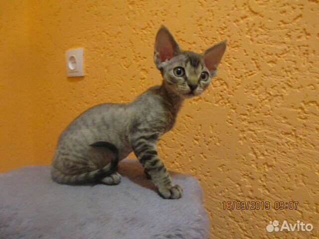 Чудесные котята девон-рексы