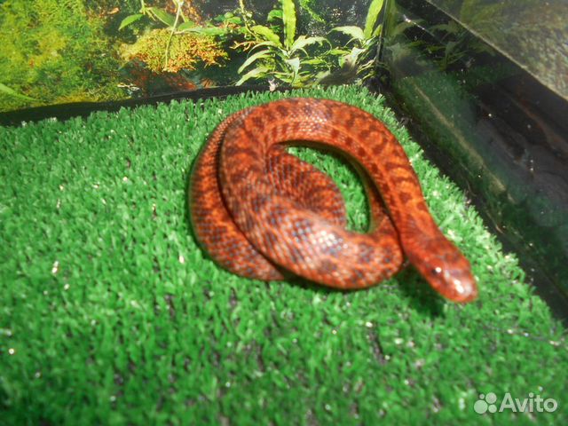 Узорчатые полозы (пара)