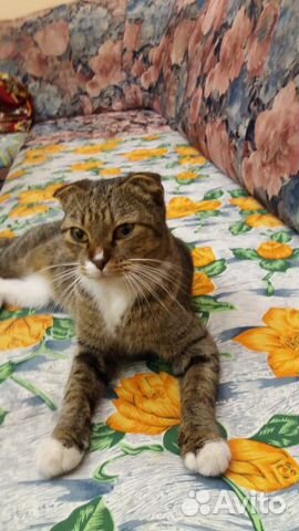 Котенок шотландец