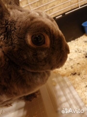 Кролик в дар