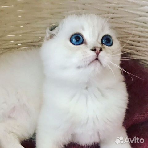 Шотландский вислоухий Хантер