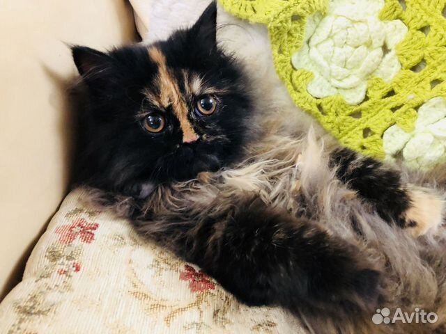 Персидская кошка