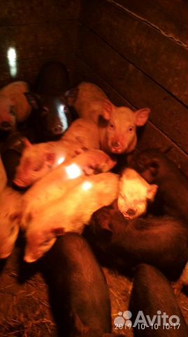 Вьетнамские вислобрюхие 2м 1 н,3 м 3 н Обмен.Торг