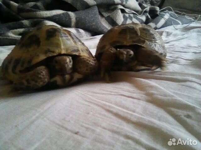 Среднеазиатские сухопутные черепашки