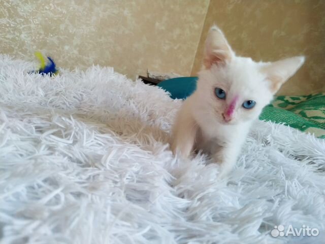 Белая голубоглазка в добрые руки, девочка