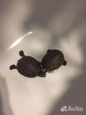 Красноухая черепаха