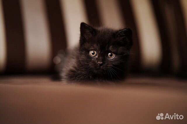 В заботливые руки