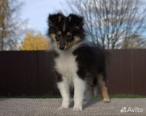 Шелти, триколорный мальчик