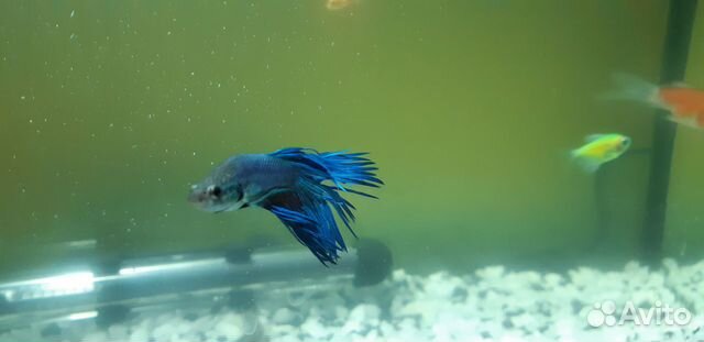 Рыбка-петушок