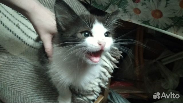 Отдаём чёрно-белых котят)