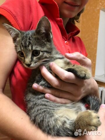 Котенок-маленький тигренок