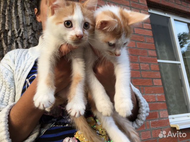 Рыжие котята британцы на четверть