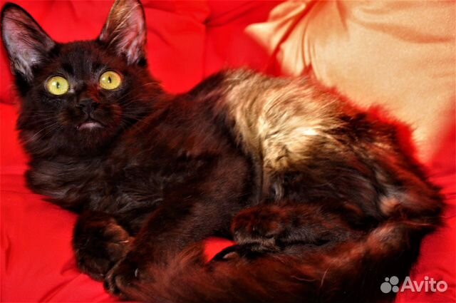 Кот Ученый.что Песнь заводит.и Сказки говорит