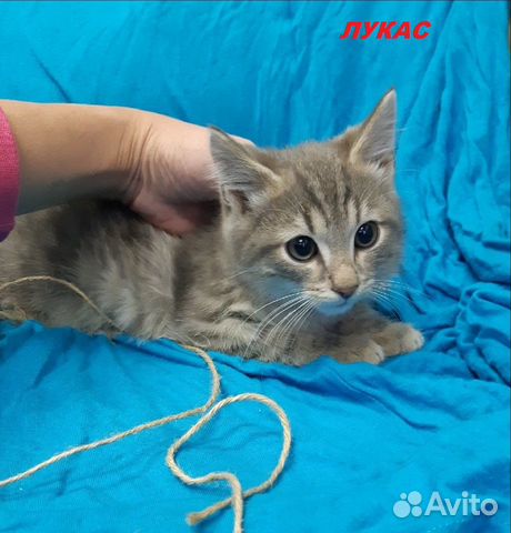 Котенок Лукас 2 месяца