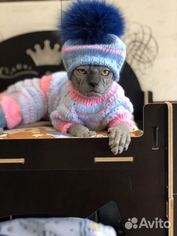 Гламурные кошки